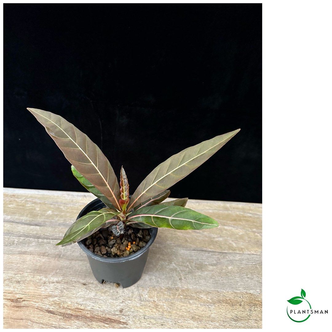 Pentagonia Wendlandii, Furniture & Home Living, Gardening, Plants ...