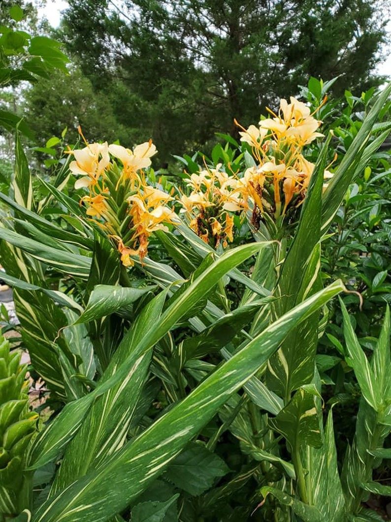 Tahitian Flame Variegated Ginger Butterfly Lily Hedychium, Furniture & Home Living, Gardening ...
