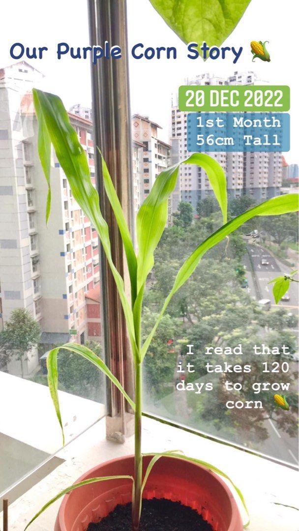 Yes! Corn can be grown in the pot!, Furniture & Home Living, Gardening ...