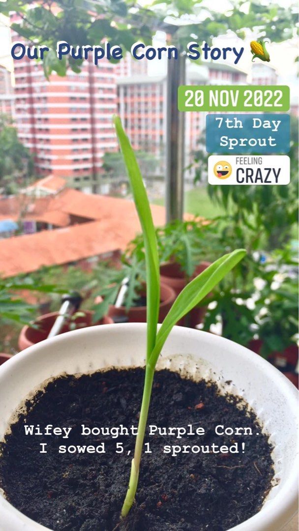 Yes! Corn can be grown in the pot!, Furniture & Home Living, Gardening ...