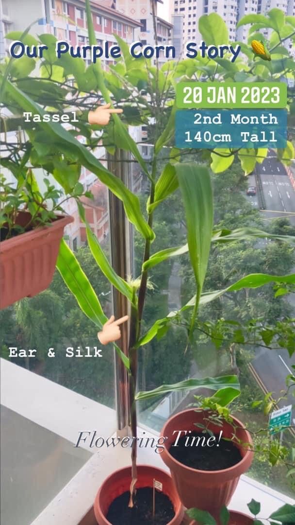 Yes! Corn can be grown in the pot!, Furniture & Home Living, Gardening ...