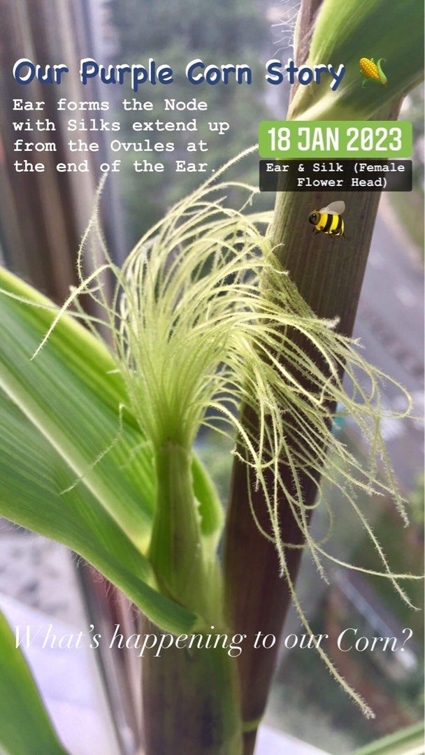 Yes! Corn can be grown in the pot!, Furniture & Home Living, Gardening ...
