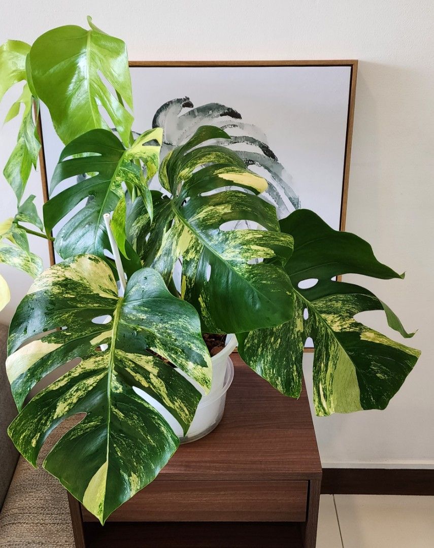 7-Leaf Monstera Aurea Tri-Color, Furniture & Home Living, Gardening ...