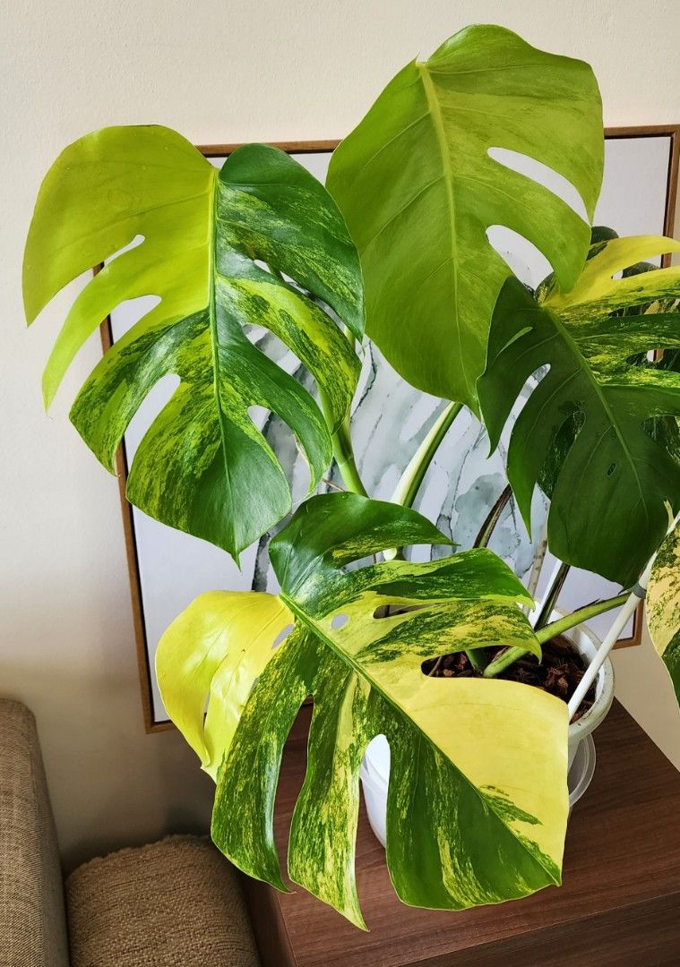 7-Leaf Monstera Aurea Tri-Color, Furniture & Home Living, Gardening ...