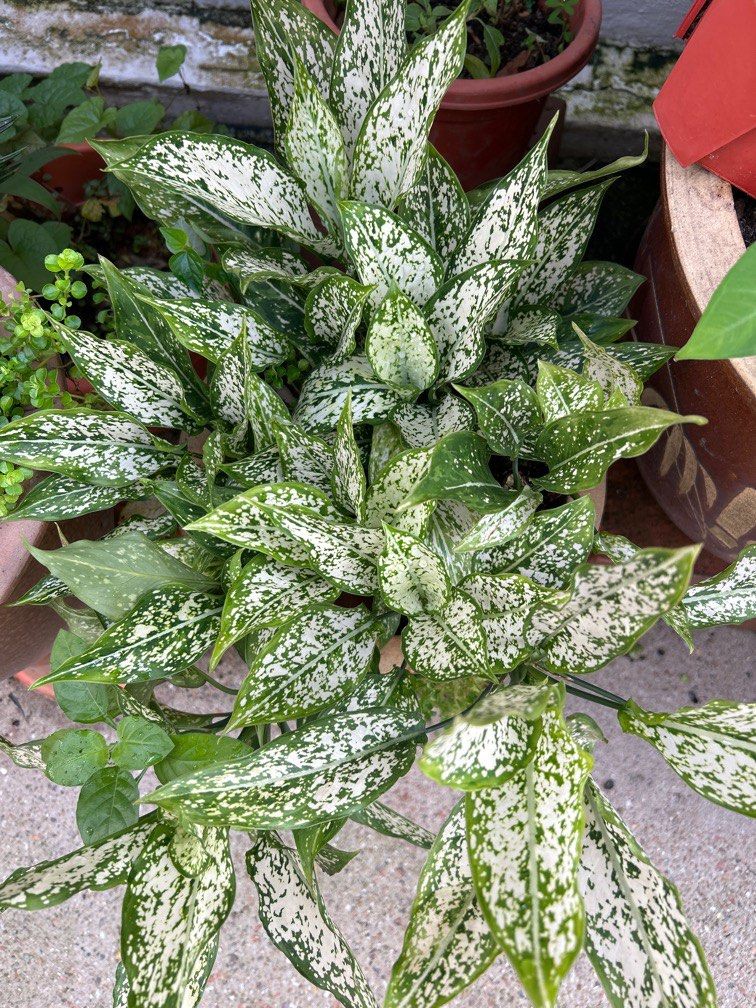 Aglaonema White Hybrid, Furniture & Home Living, Gardening, Plants ...
