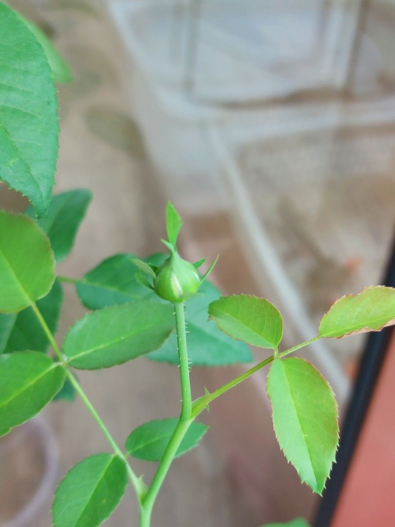 ALNWICK ID Rose (David Austin, own root), Furniture & Home Living ...