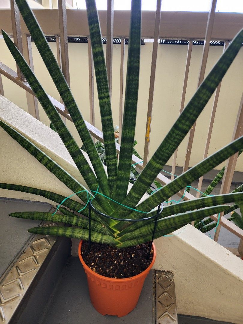 Cylindrical Snake plant, Furniture & Home Living, Gardening, Plants ...