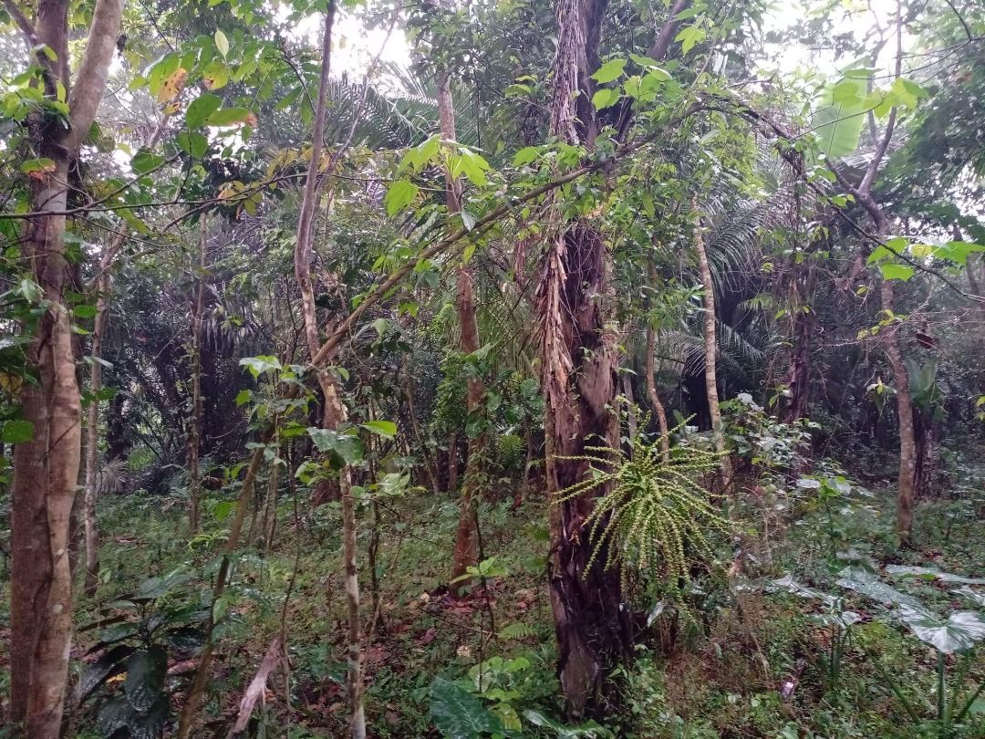 FARM LOT FOR SALE WITH FRUITS BEARING, Property, For Sale, Lot on Carousell