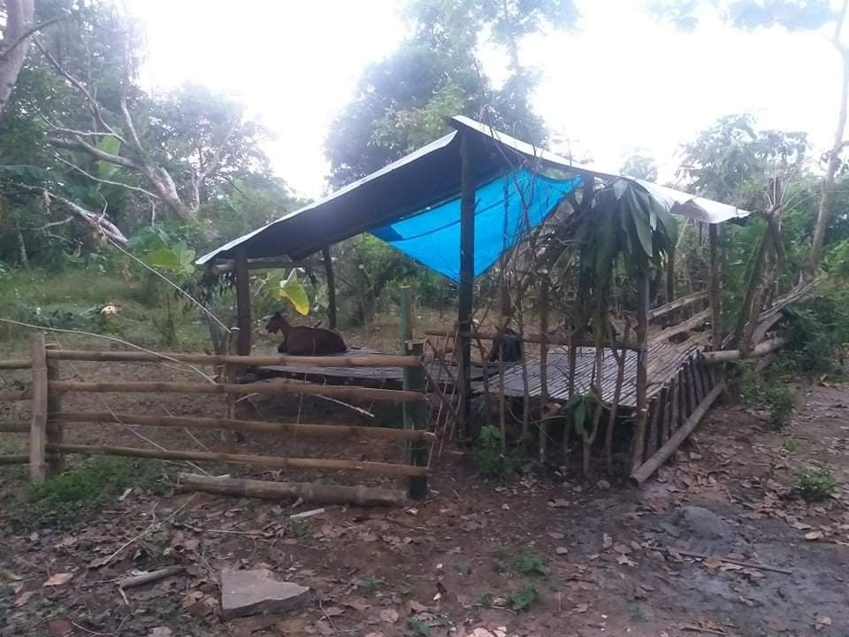 FOR SALE - Mango Farm Cambaog Bustos Bulacan, Property, For Sale, Lot ...