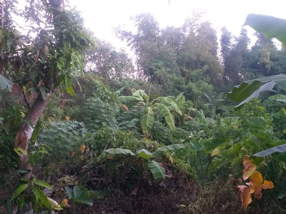 FOR SALE - Mango Farm Cambaog Bustos Bulacan, Property, For Sale, Lot ...