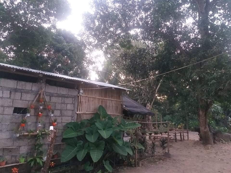 FOR SALE - Mango Farm Cambaog Bustos Bulacan, Property, For Sale, Lot ...