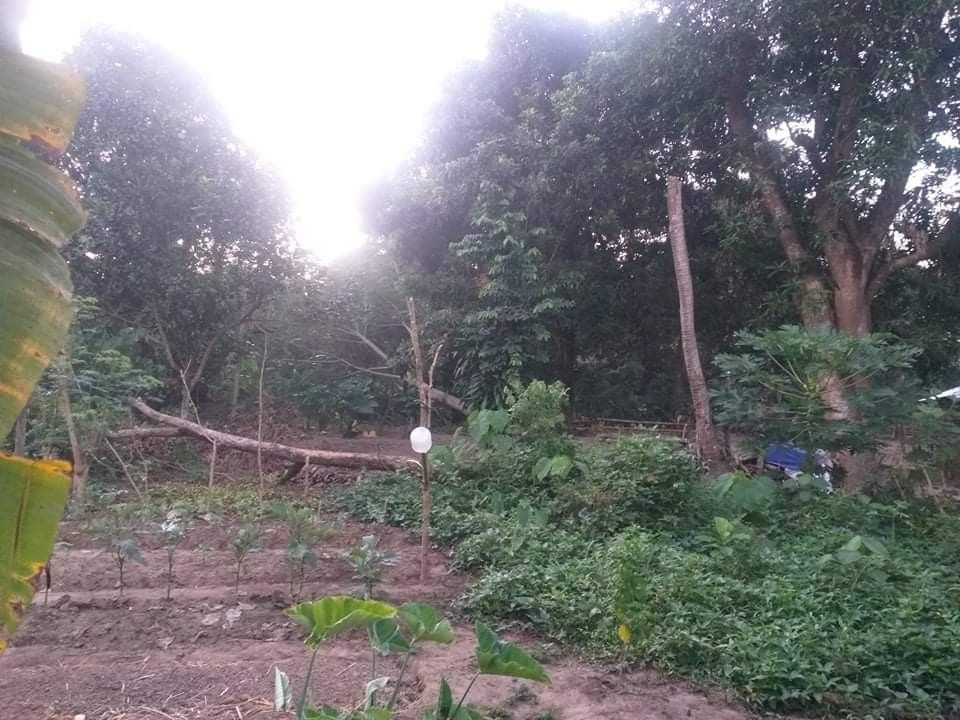 FOR SALE - Mango Farm Cambaog Bustos Bulacan, Property, For Sale, Lot ...