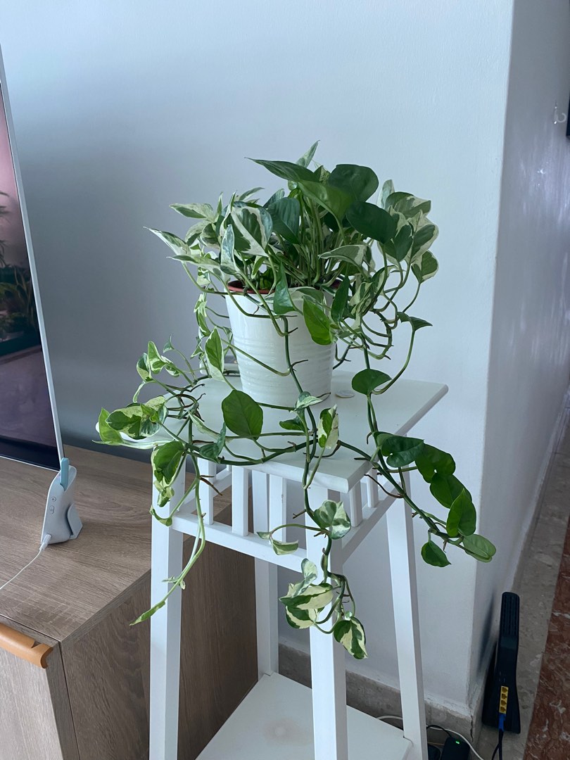 Golden Pothos + pot and stand, Furniture & Home Living, Gardening ...