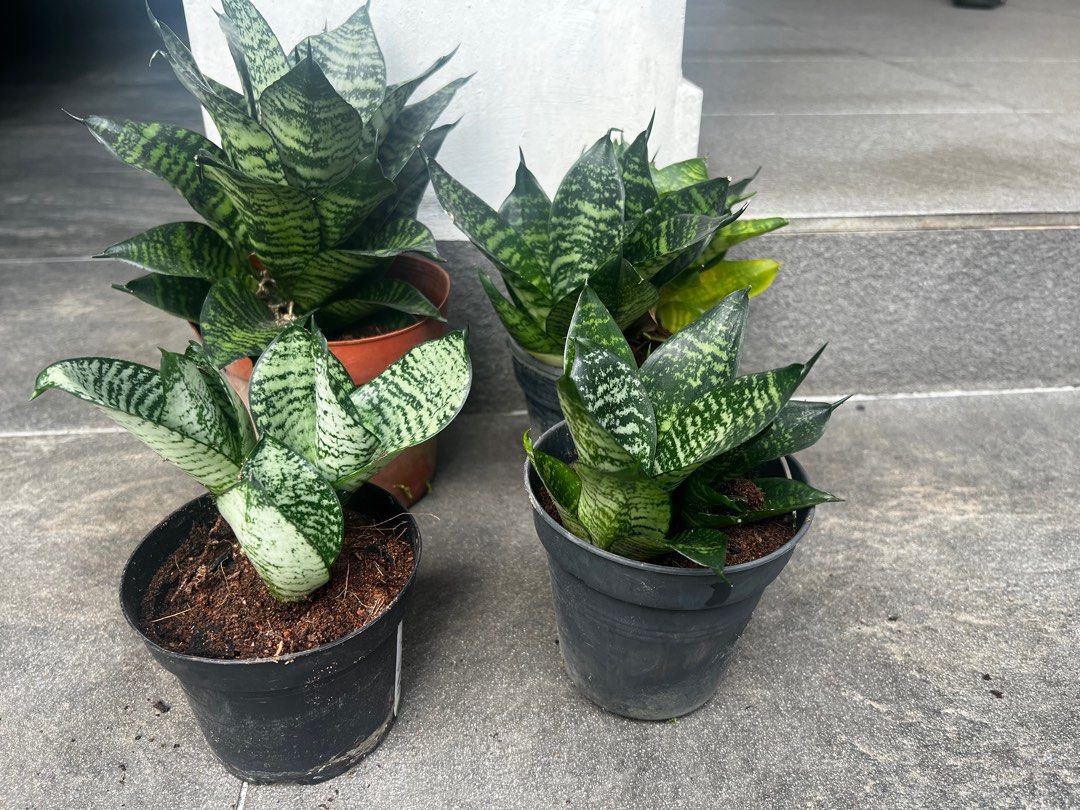 Mini Snake Plant, Furniture & Home Living, Gardening, Plants & Seeds on ...