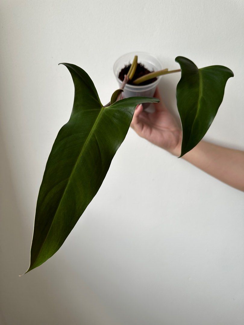 Philodendron Mexicanum (B), Furniture & Home Living, Gardening, Plants ...