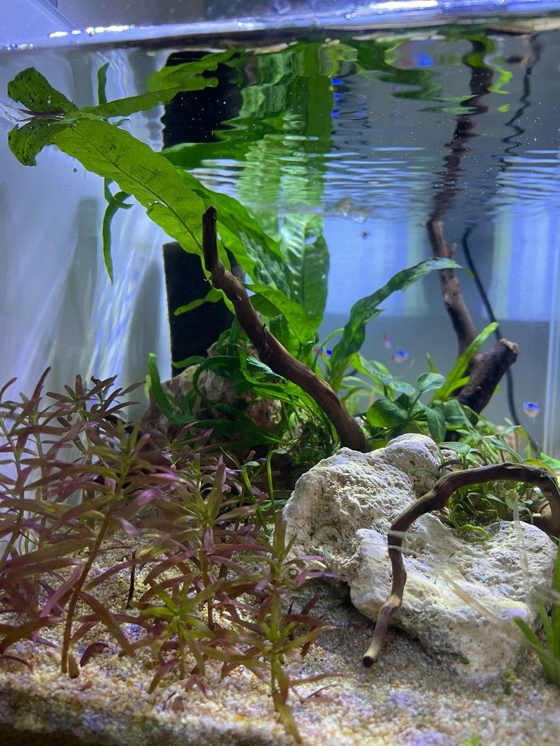 Planted Aquarium Sand base with meshed aquasoil, Pet Supplies, Homes & Other Pet Accessories on ...