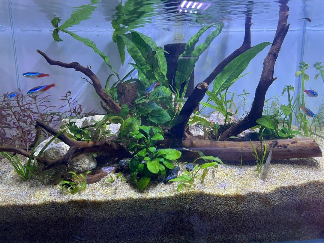 Planted Aquarium Sand base with meshed aquasoil, Pet Supplies, Homes & Other Pet Accessories on ...
