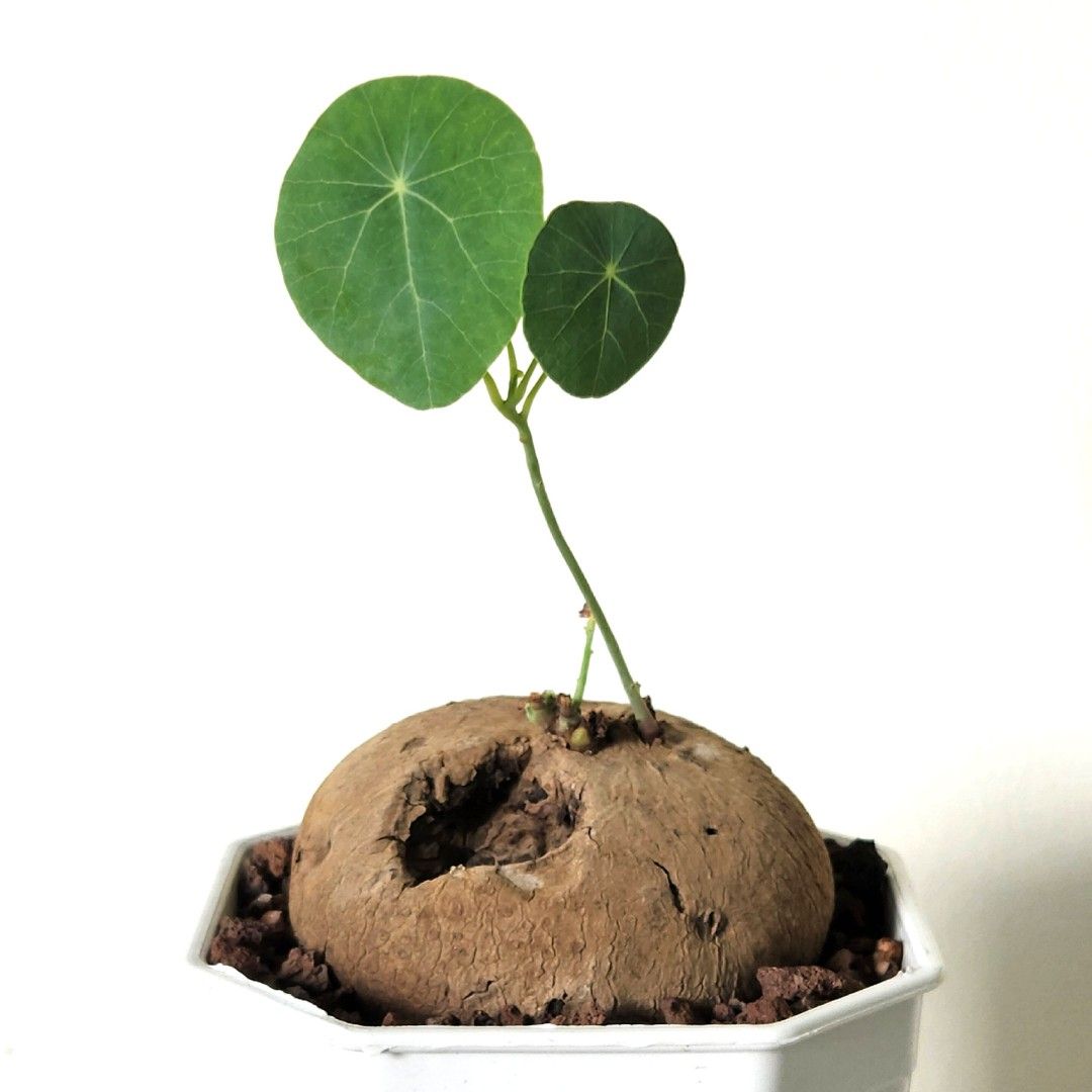 Stephania Erecta, Furniture & Home Living, Gardening, Plants & Seeds on ...