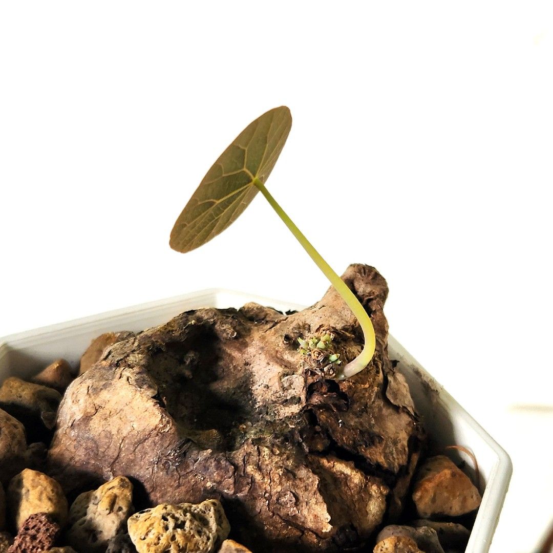 Stephania Kaweesakii (fk. Sp. Nova), Furniture & Home Living, Gardening ...