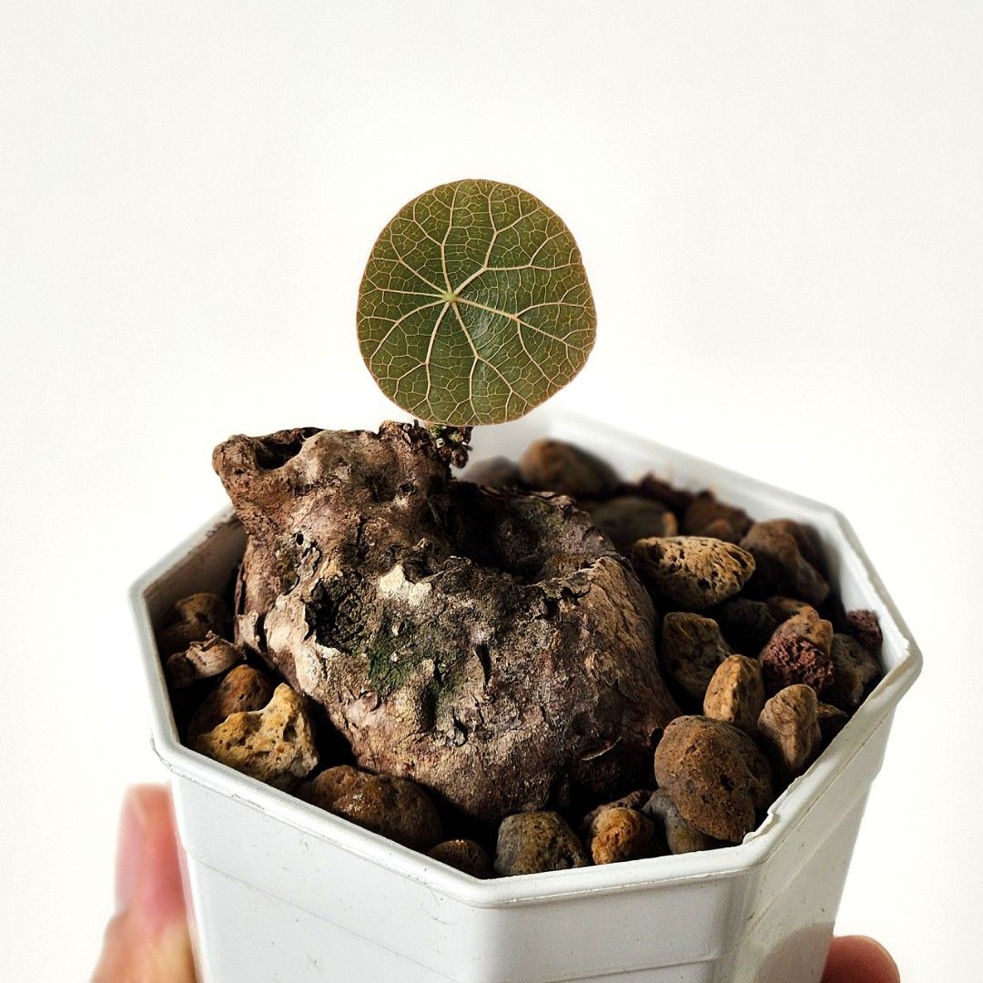 Stephania Kaweesakii (fk. Sp. Nova), Furniture & Home Living, Gardening ...