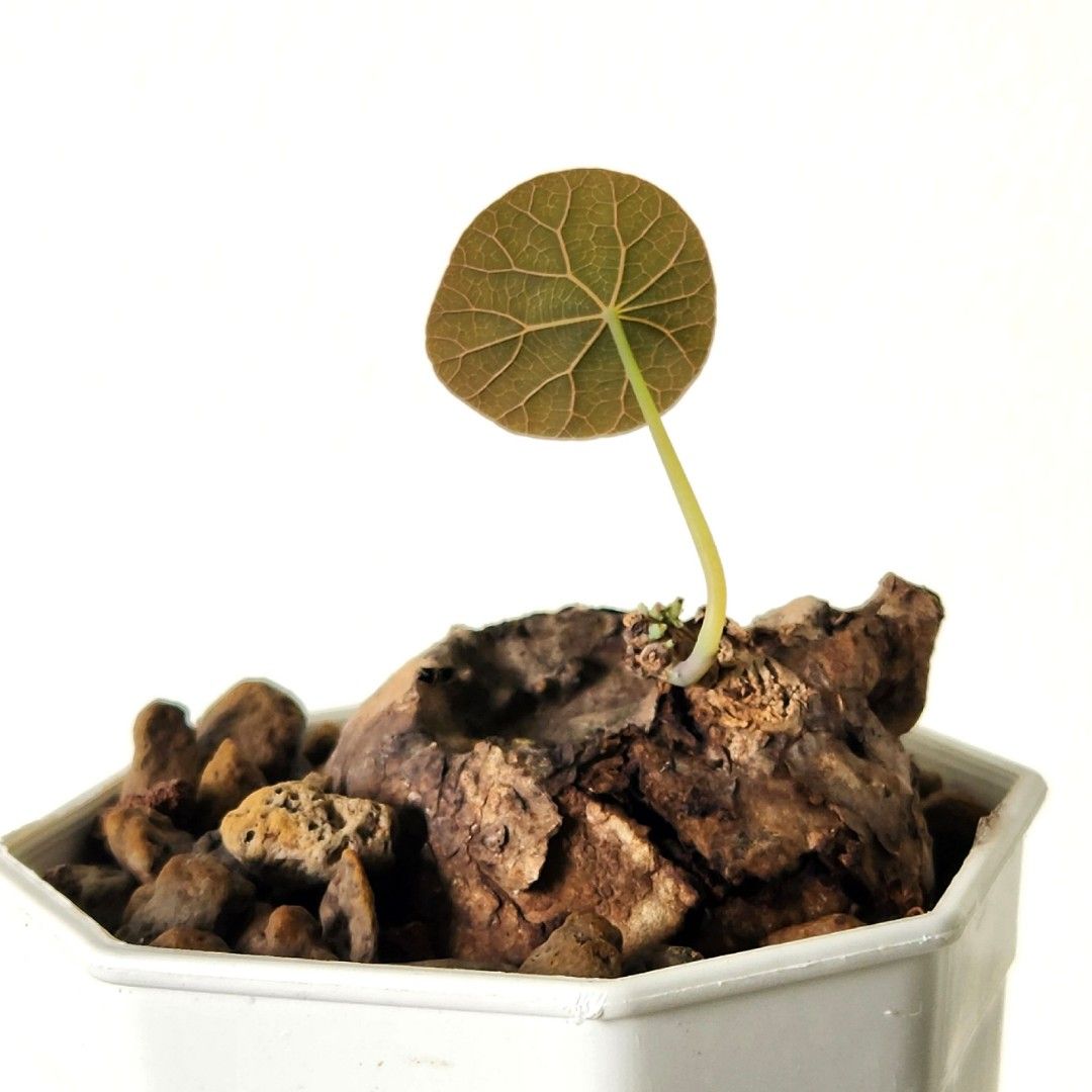 Stephania Kaweesakii (fk. Sp. Nova), Furniture & Home Living, Gardening ...