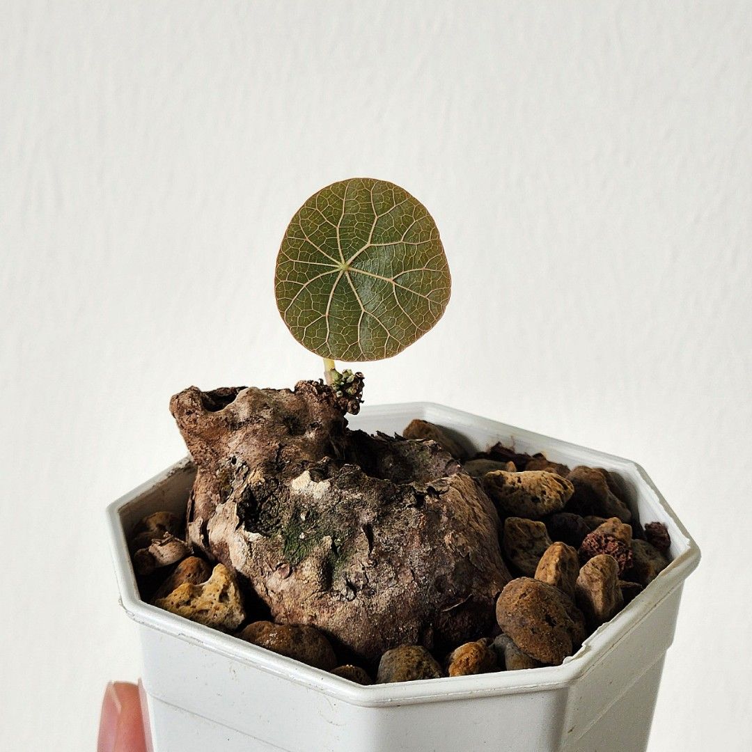 Stephania Kaweesakii (fk. Sp. Nova), Furniture & Home Living, Gardening ...