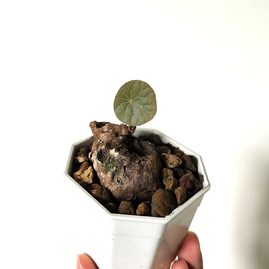 Stephania Kaweesakii (fk. Sp. Nova), Furniture & Home Living, Gardening ...