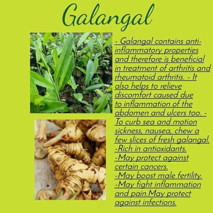 Galangal root / Blue ginger/ Lengkuas, Food & Drinks, Fresh Produce on ...