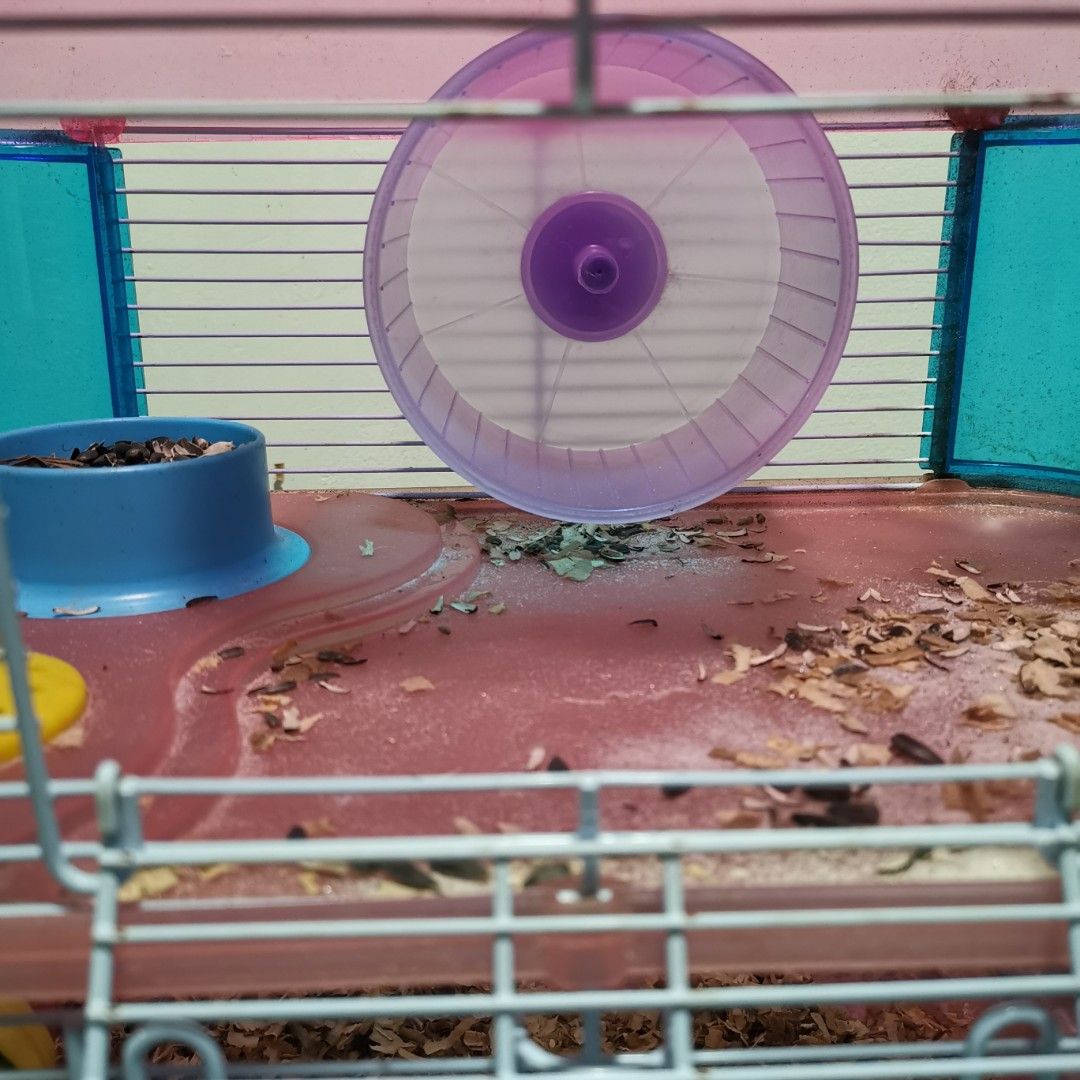 Hamster 2-floor cage, Pet Supplies, Homes & Other Pet Accessories on ...