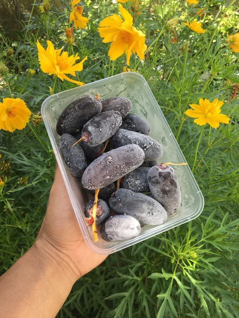 Kurma sejuk beku, Food & Drinks, Fresh Produce on Carousell