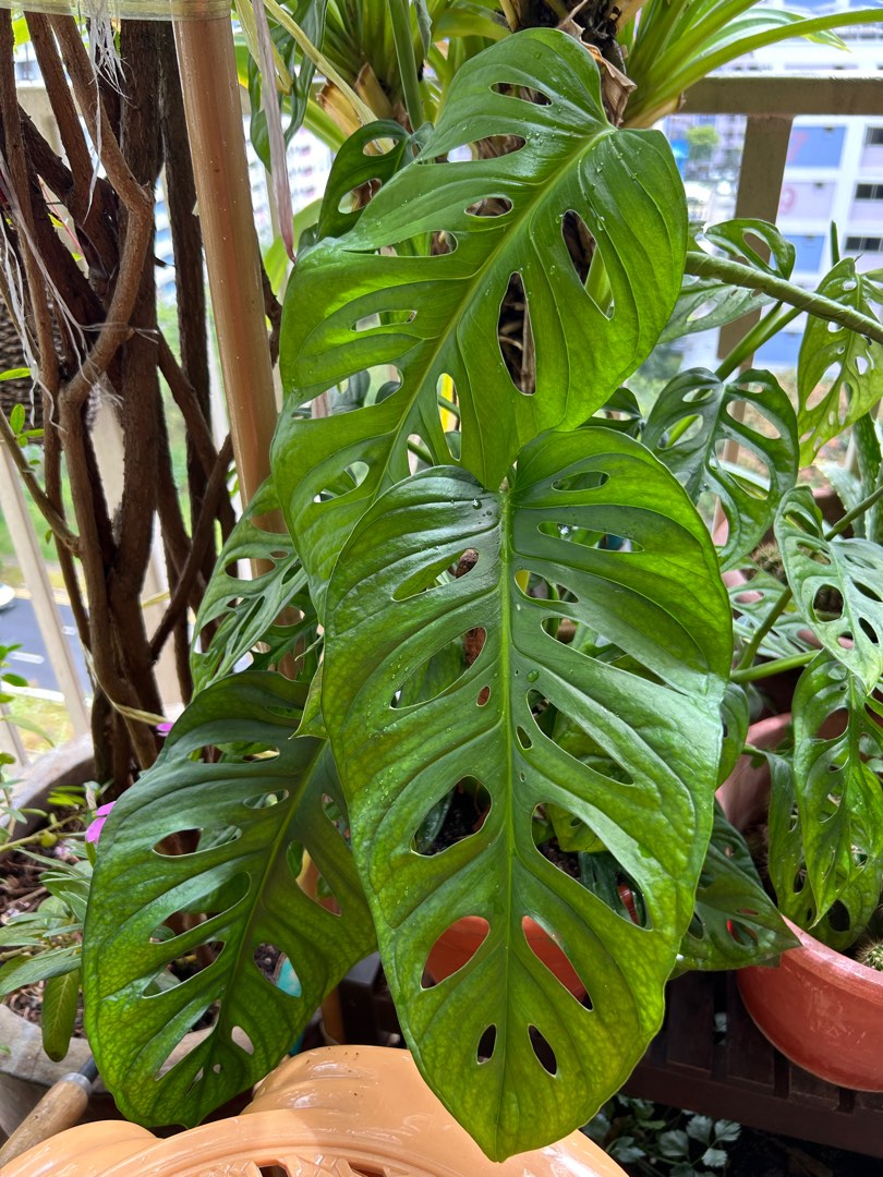Monstera Adanson, Furniture & Home Living, Gardening, Plants & Seeds on ...