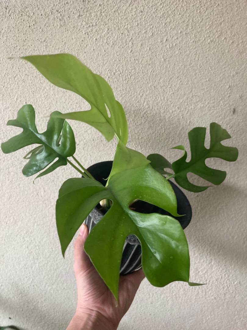 Raphidophora Tetrasperma (mini monstera), Furniture & Home Living ...