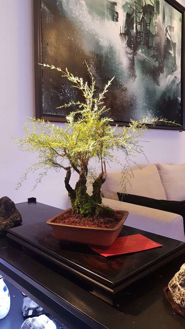 Cucur Atap Bonsai 岗松, Furniture & Home Living, Gardening, Plants ...