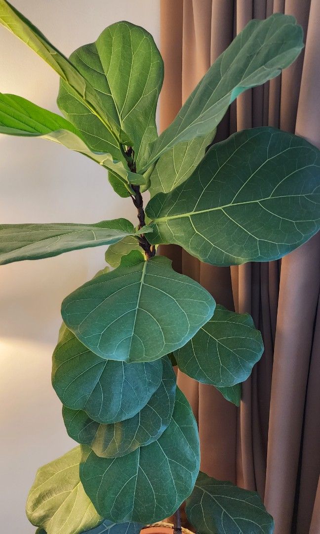 Fast growing plant, 130cm tall, Furniture & Home Living, Gardening ...