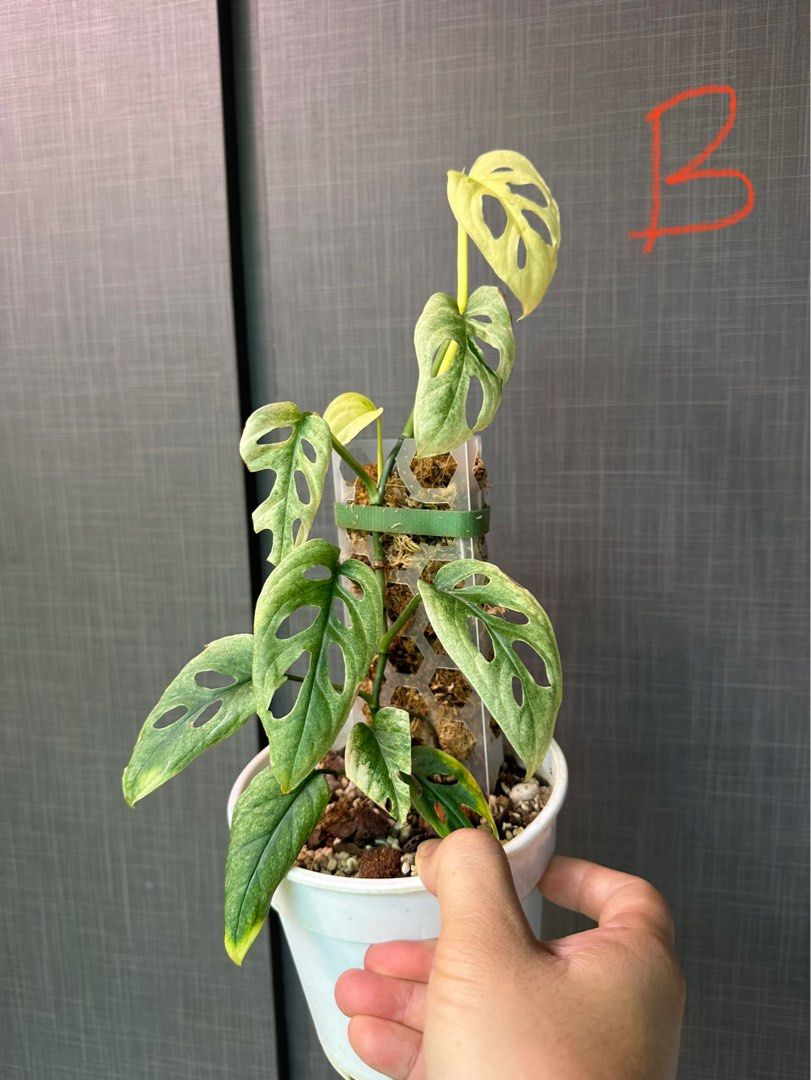 Monstera Acuminata Mint Variegated, Furniture & Home Living, Gardening ...