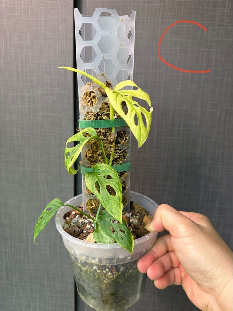 Monstera Acuminata Mint Variegated, Furniture & Home Living, Gardening ...
