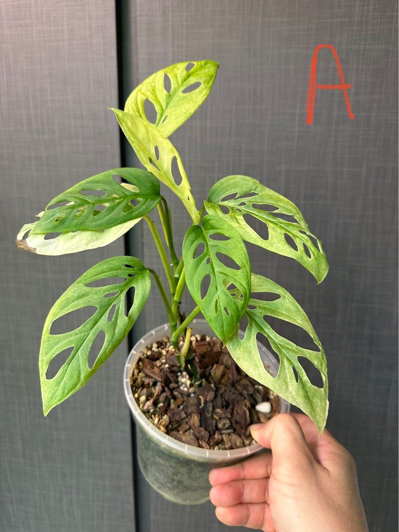 Monstera Acuminata Mint Variegated, Furniture & Home Living, Gardening ...