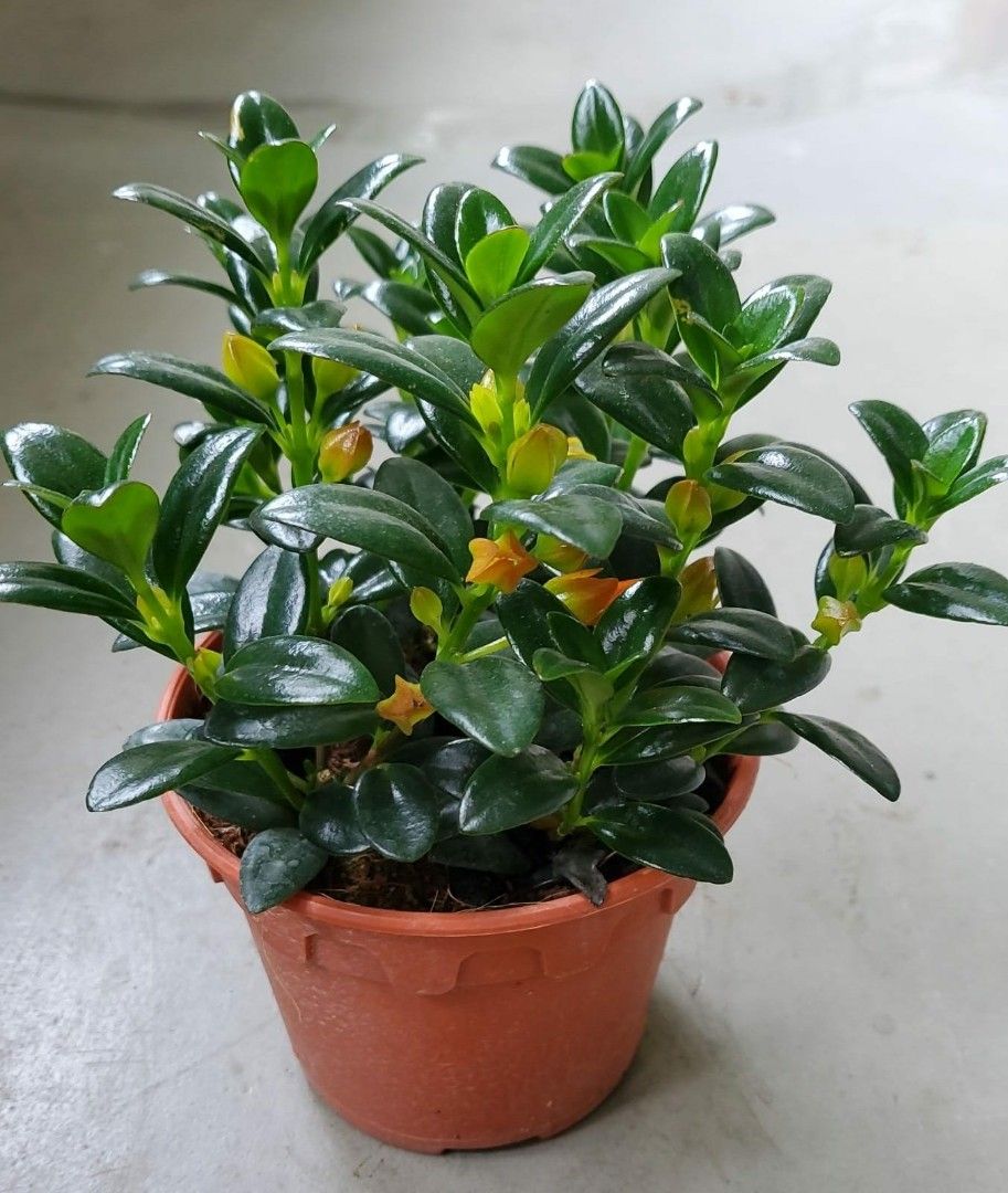 Nematanthus Wettsteinii Goldfish Plant Candy Corn Plant, Furniture ...