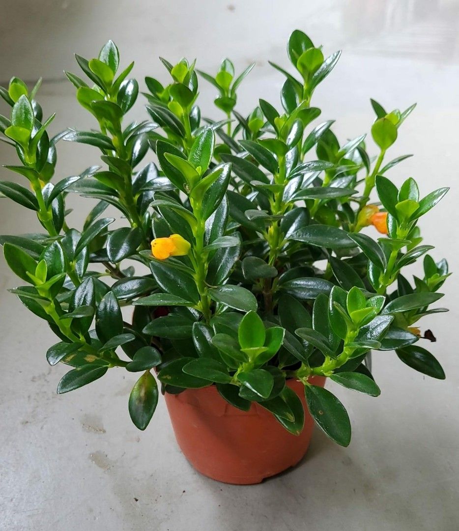 Nematanthus Wettsteinii Goldfish Plant Candy Corn Plant, Furniture ...