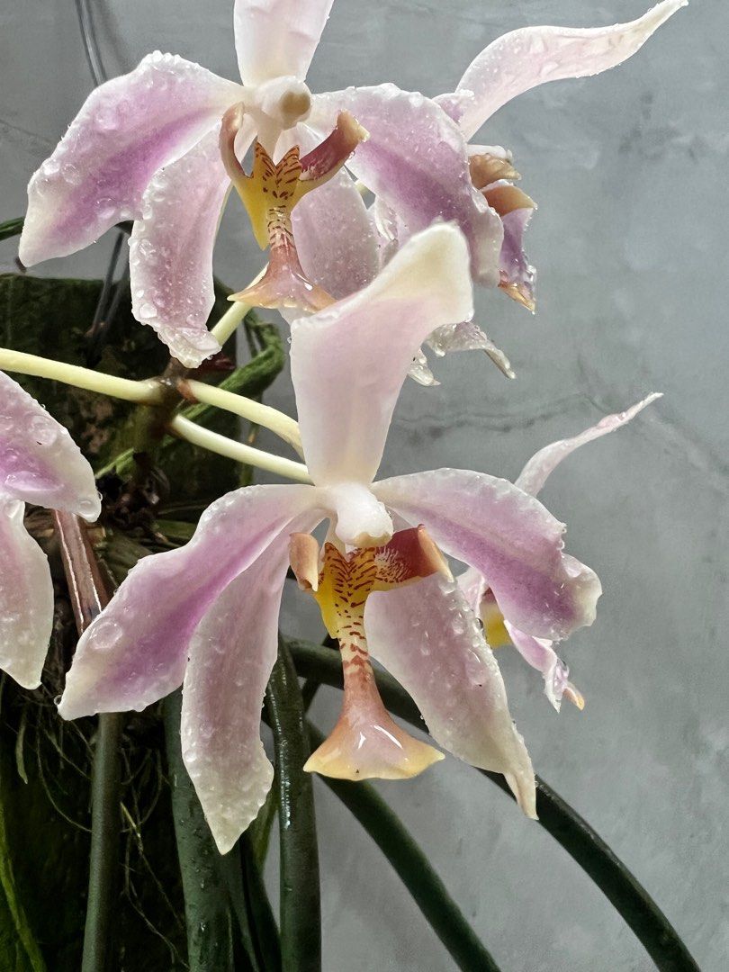 Paraphalaenopsis laycockii, Furniture & Home Living, Gardening, Plants ...