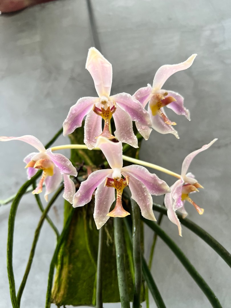 Paraphalaenopsis laycockii, Furniture & Home Living, Gardening, Plants ...