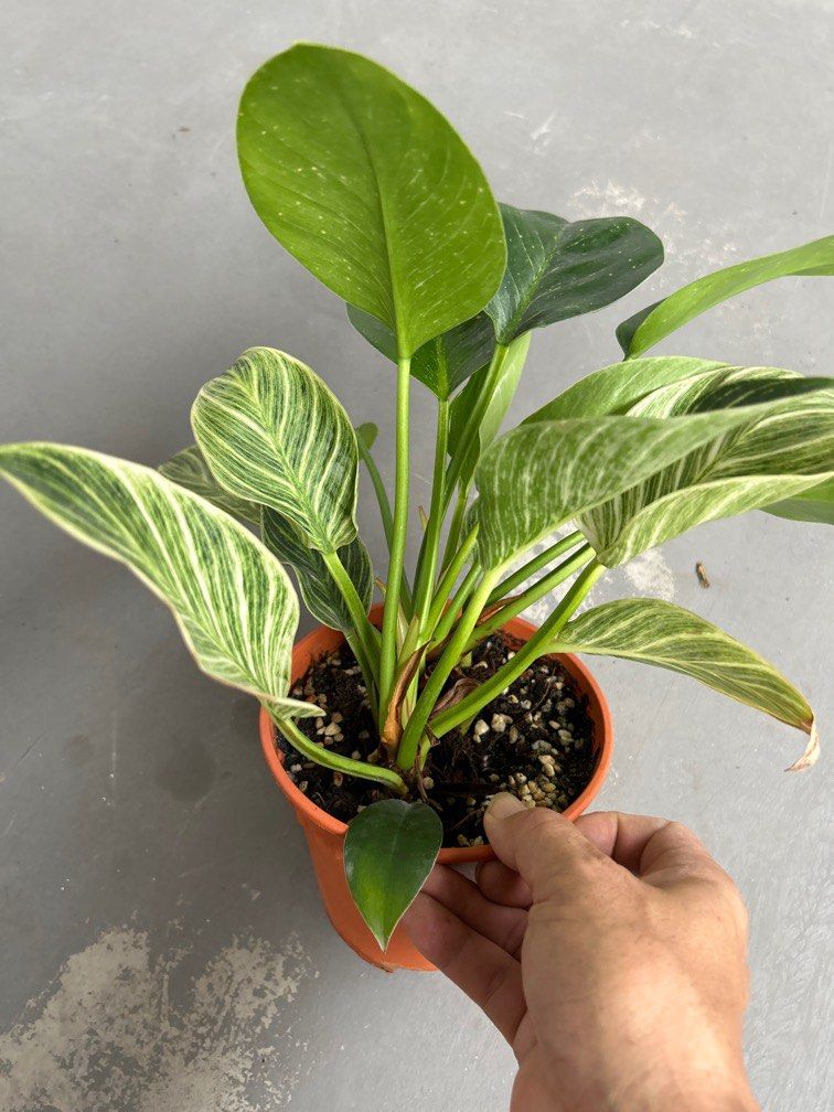 Philodendron Berkin Variegated, Furniture & Home Living, Gardening ...