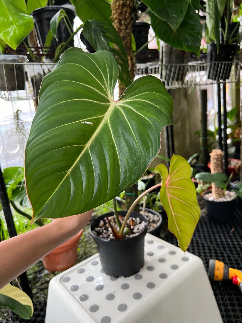 Philodendron gloriosum verde, Furniture & Home Living, Gardening ...