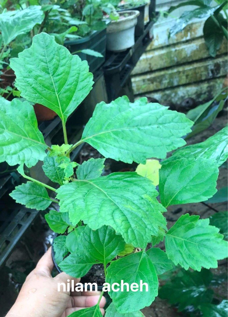 Pokok Nilam Patchouli Furniture Home Living Gardening Plants