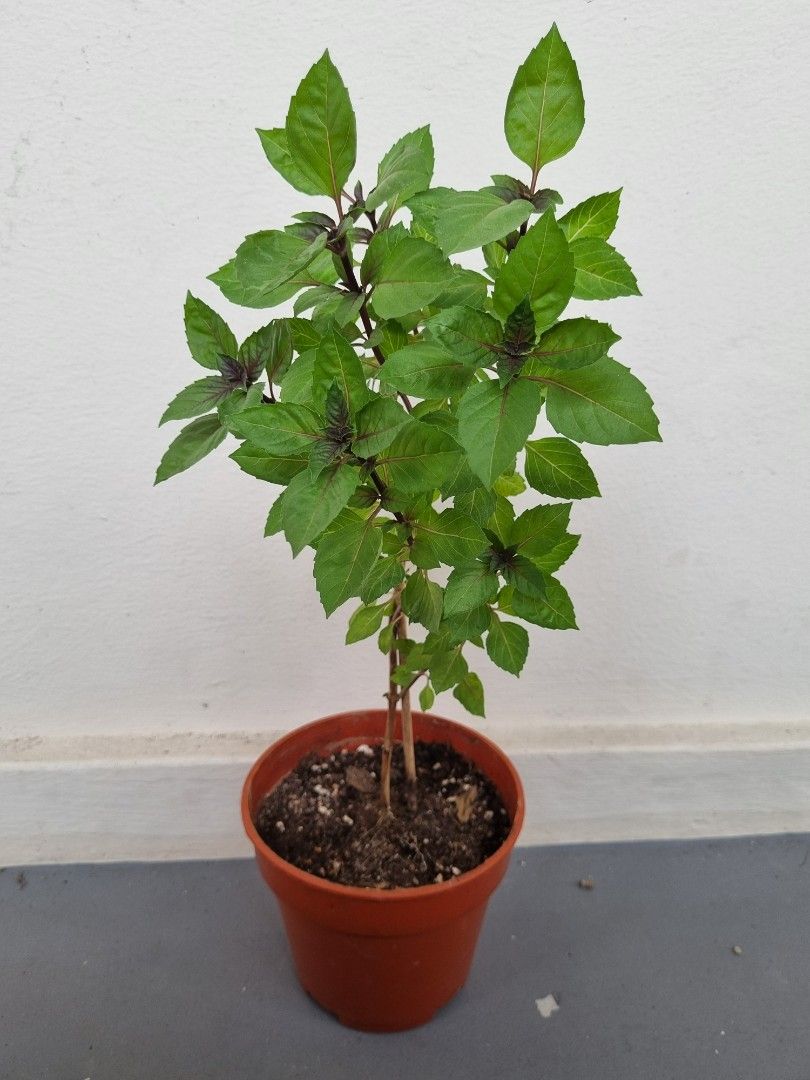 Greek Columnar Basil Live Herb Plants Best Herbs For Herb, 46% OFF