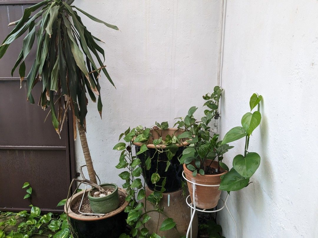 Random pots and plants, Furniture & Home Living, Gardening, Pots ...