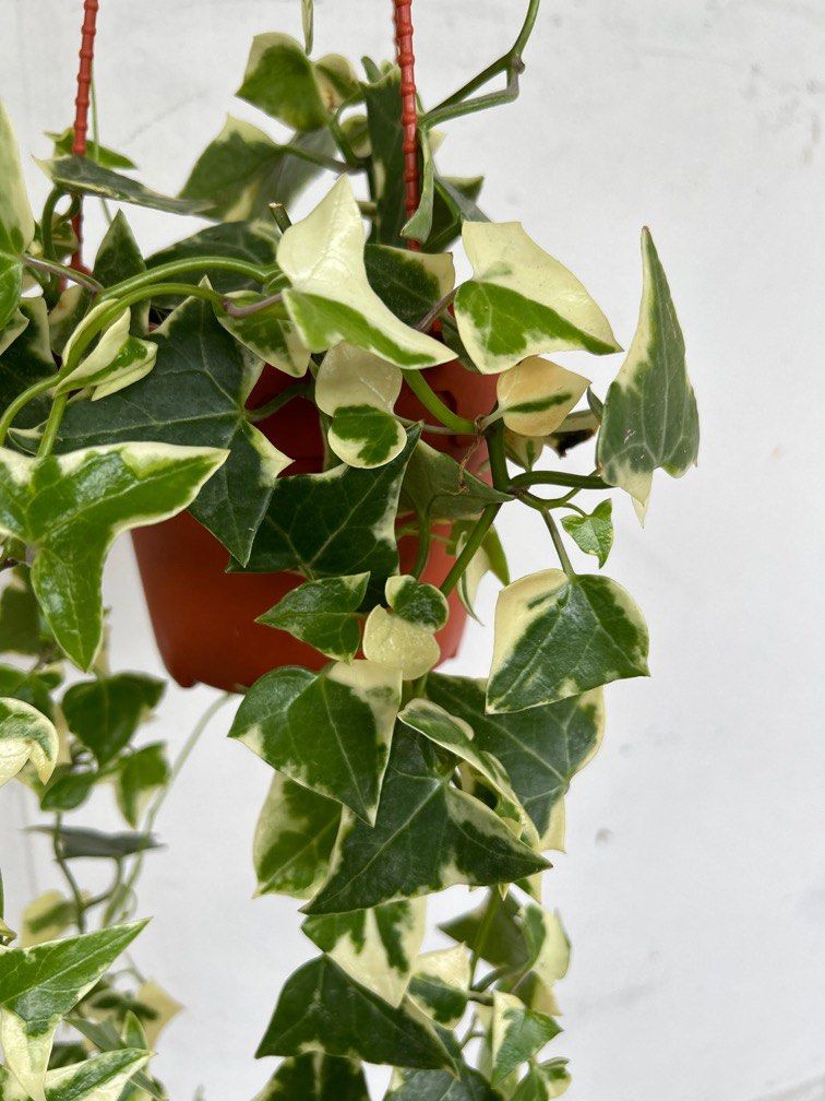 Wax Ivy Senecio variegated in hanging pot, Furniture & Home Living ...