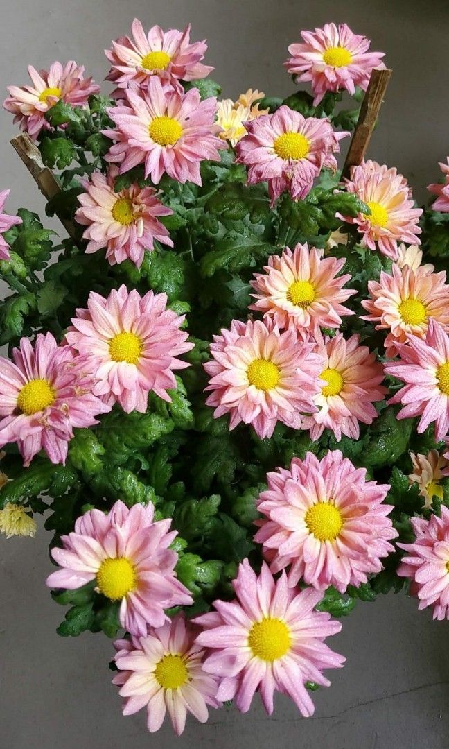 Chrysamthemum Morifolium Hardy Garden FLORISTS Daisy Double Pink ...