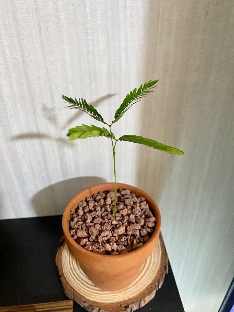 Everfresh tree in terracotta pot (from seedling), Furniture & Home ...