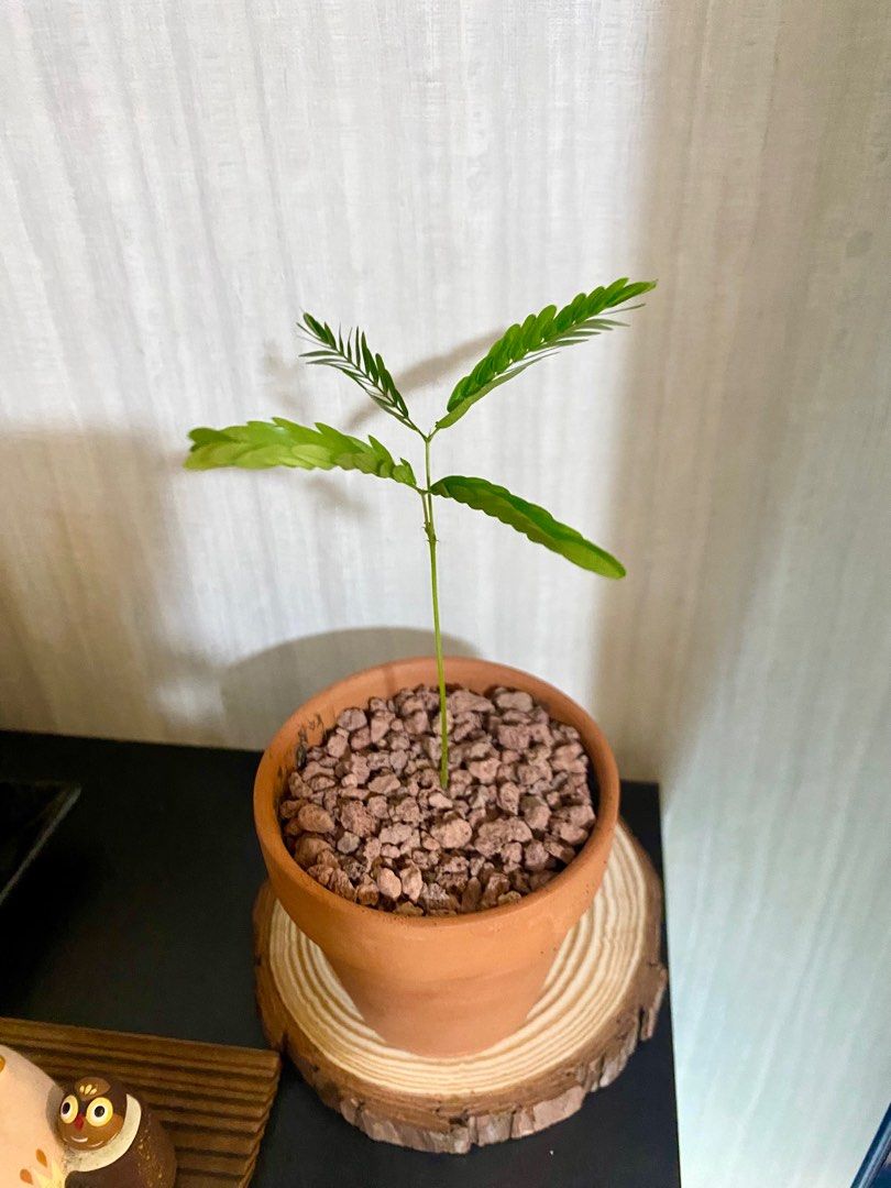Everfresh tree in terracotta pot (from seedling), Furniture & Home ...